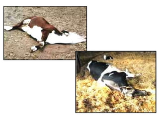 Clinical-signs-of-milk-fever.pptx | Heart and Cardiovascular Diseases ...