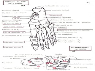Clinical abnormalities of the human foot investigated in adult period ...