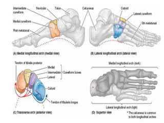 Clinical abnormalities of the human foot investigated in adult period ...