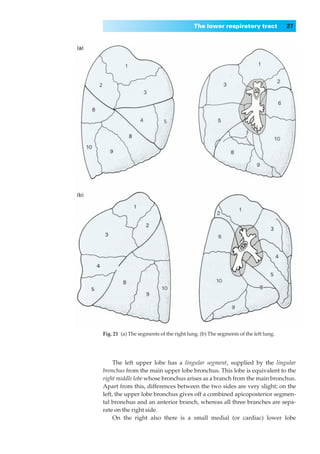 Clinical anatomy | PDF