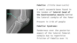 Clinical anatomy of leg | PPTX