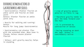Clinical anatomy of leg | PPTX