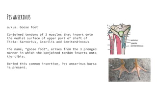 Clinical anatomy of leg | PPT