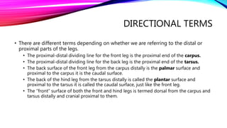 Clinical Anatomy and Physiology for Veterinary Science: Chapter One | PPTX