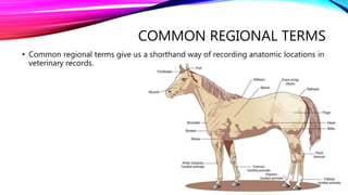 Clinical Anatomy and Physiology for Veterinary Science: Chapter One | PPTX