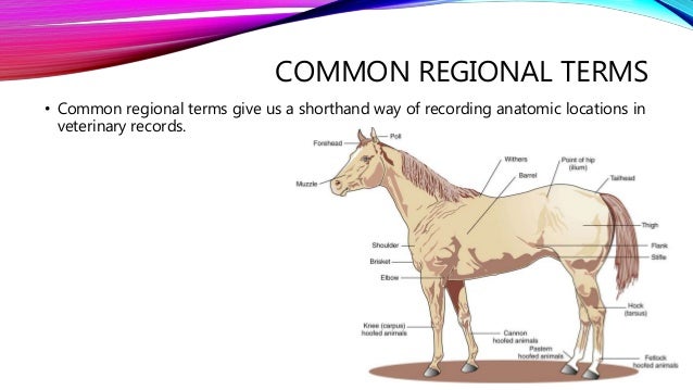 Clinical Anatomy and Physiology for Veterinary Science: Chapter One
