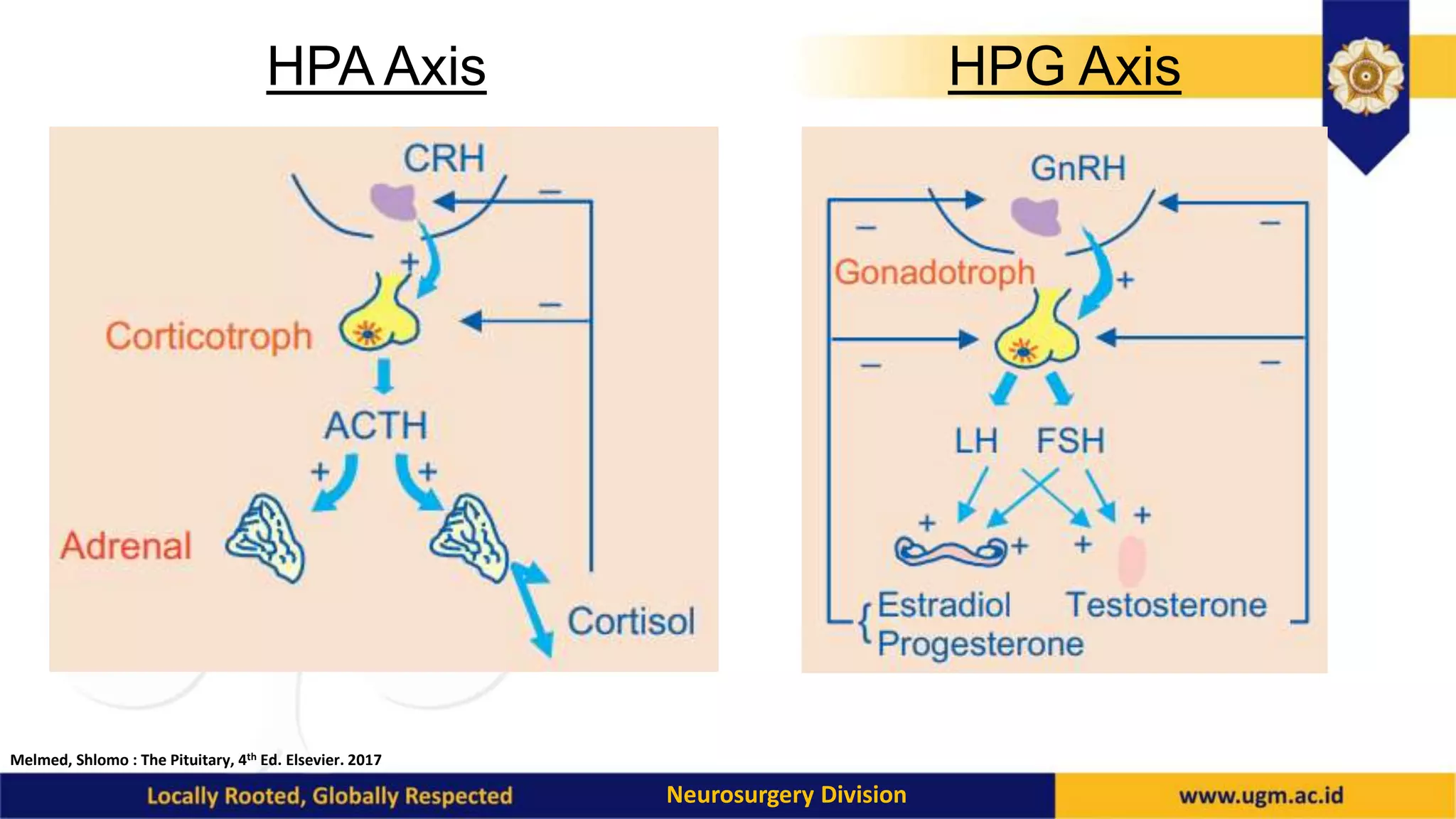 Clinical Anatomy and Physiology of the Pituitary.pptx