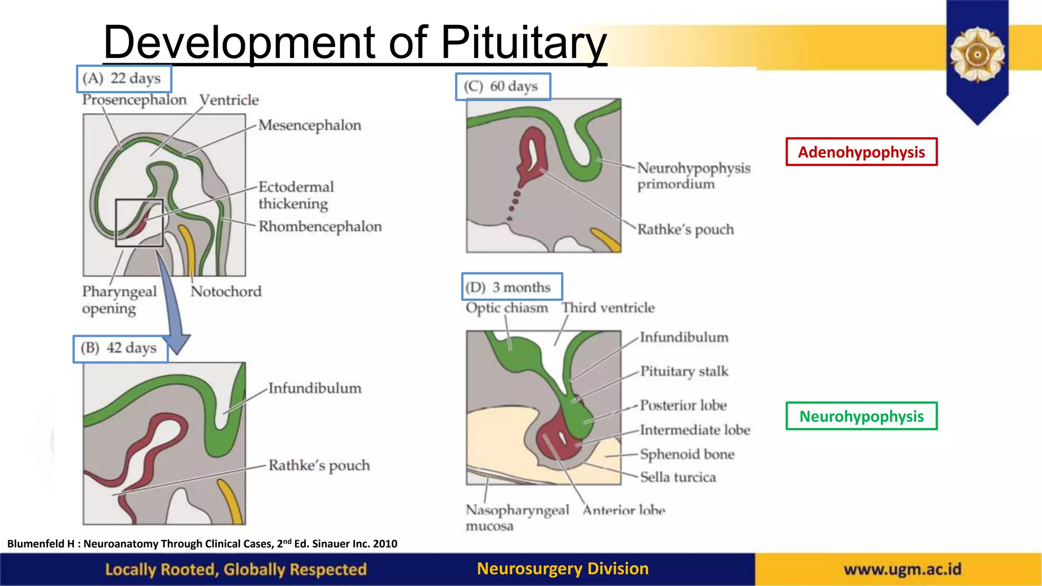 Clinical Anatomy and Physiology of the Pituitary.pptx