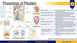 Clinical Anatomy and Physiology of the Pituitary.pptx