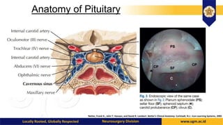 Clinical Anatomy and Physiology of the Pituitary.pptx