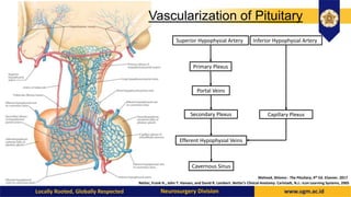 Clinical Anatomy and Physiology of the Pituitary.pptx
