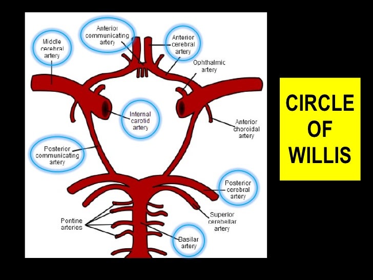 Clinical Anatomy Circle Of Willis & Cavernous Sinus