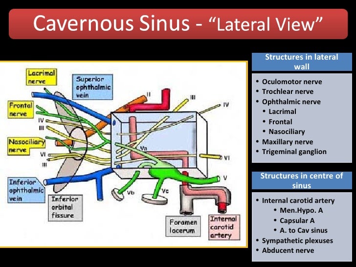 Cavernous Sinus Netter