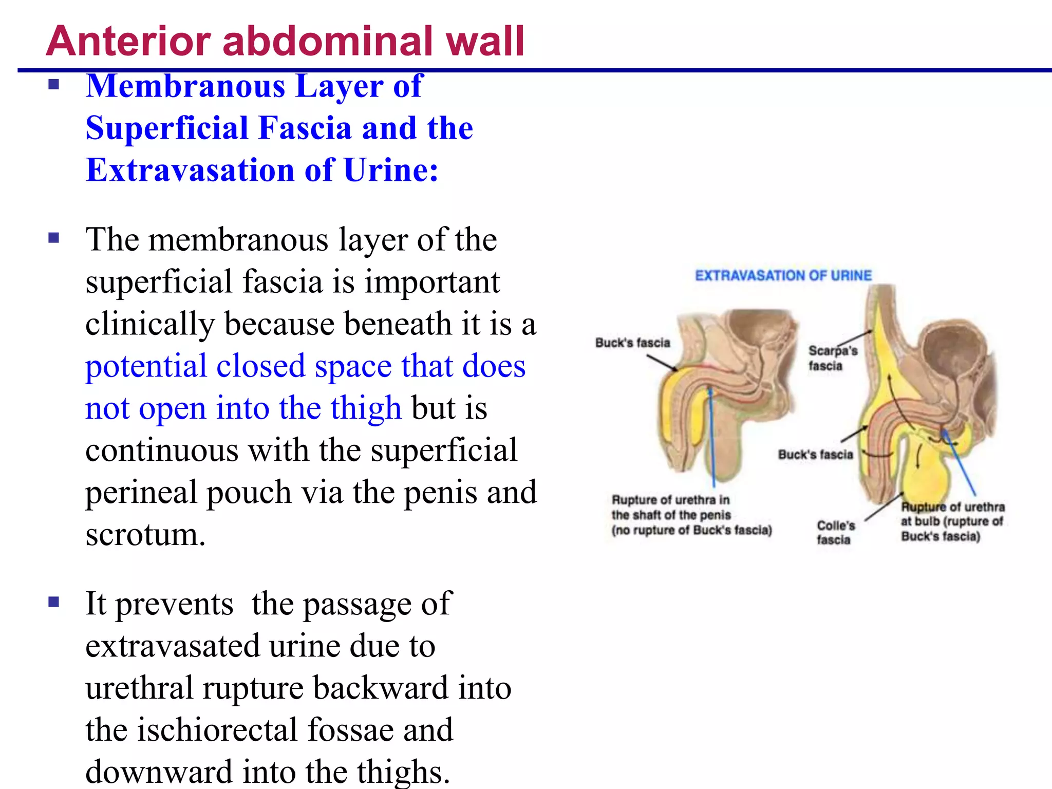 Clinical anatomy of abdominal wall and pelvic wall | PPT