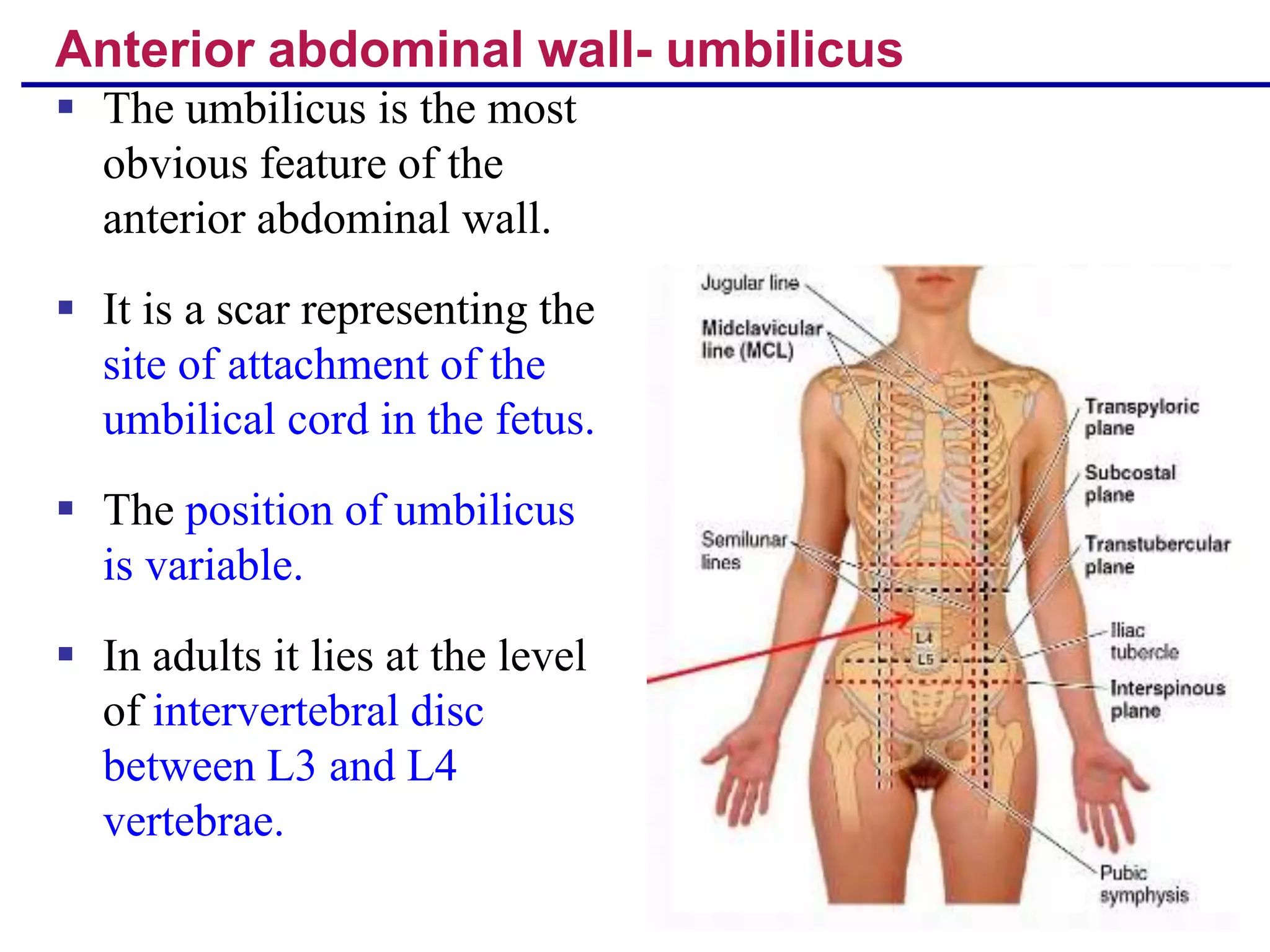 Clinical anatomy of abdominal wall and pelvic wall | PPT