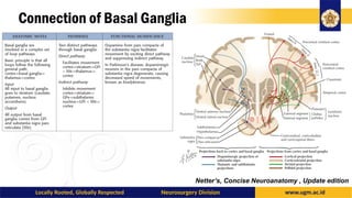 Clinical Anatomy of Basal Nuclei - Daniel Kusuma.pptx
