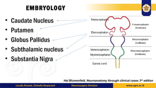 Clinical Anatomy of Basal Nuclei - Daniel Kusuma.pptx