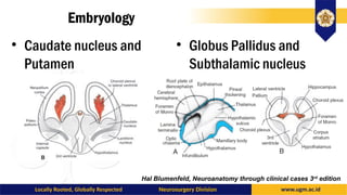 Clinical Anatomy of Basal Nuclei - Daniel Kusuma.pptx