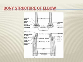 Clinical anatomy of elbow | PPTX | Death, Injury, or Military Conflict ...