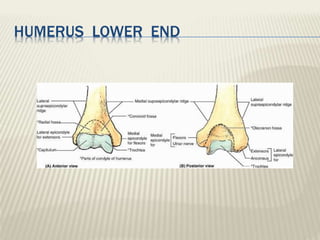 Clinical anatomy of elbow | PPTX