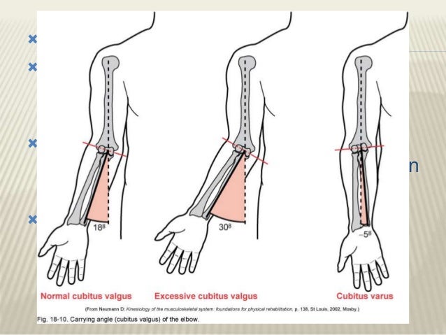 Clinical anatomy of elbow