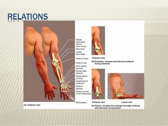 Clinical anatomy of elbow