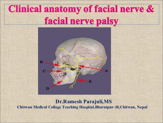 Anatomy Of The Facial Nerve