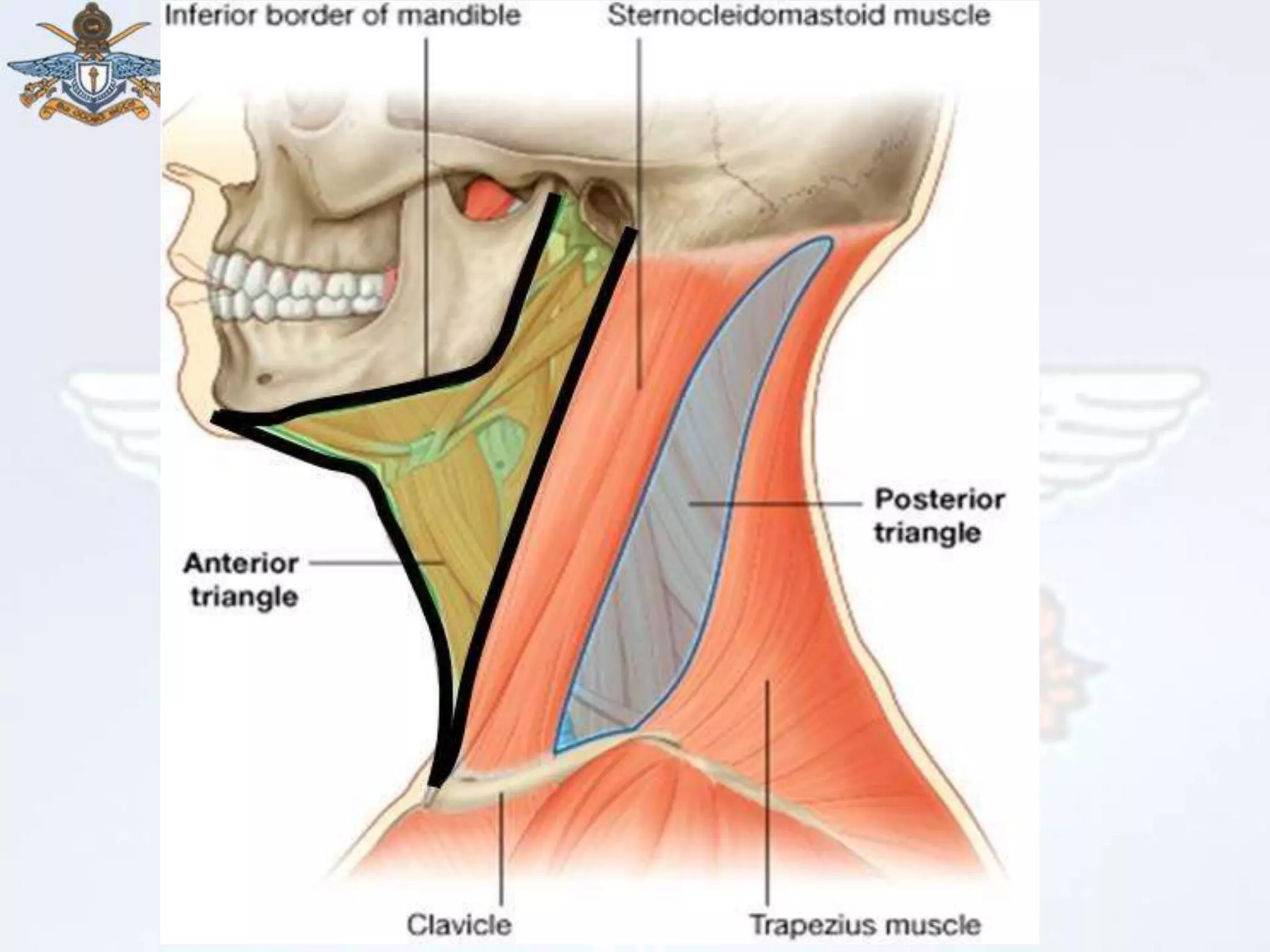 Clinical anatomy of Head and neck.ppt