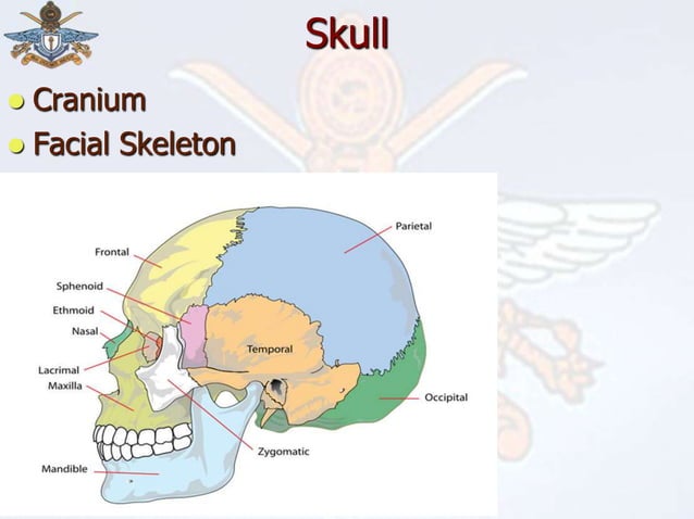 Clinical anatomy of Head and neck.ppt