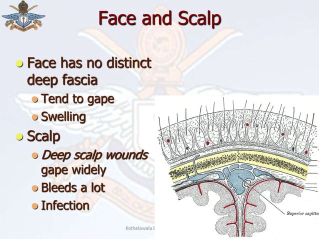 Clinical anatomy of Head and neck.ppt
