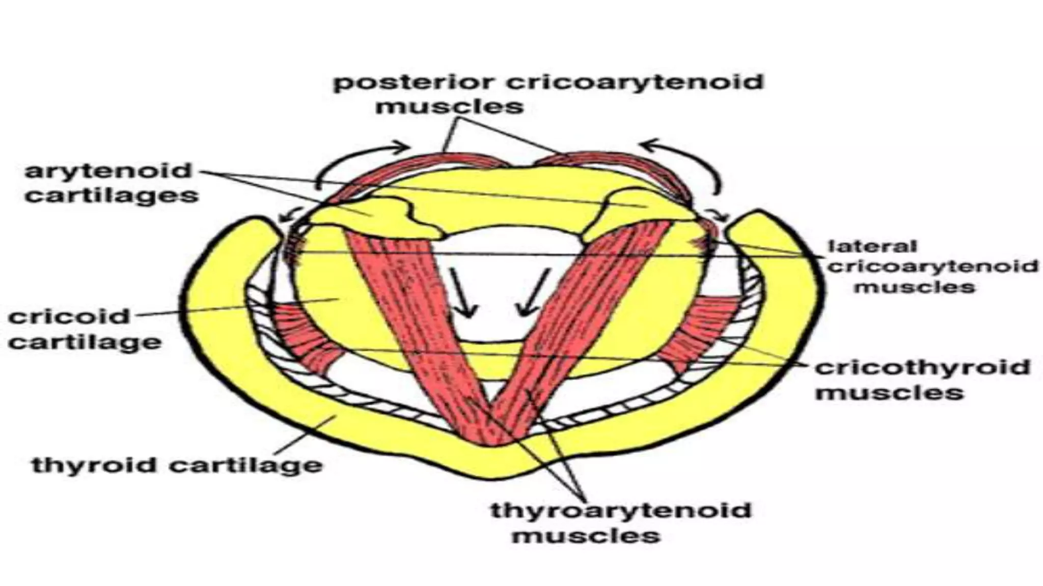 Clinical Anatomy Of Laryngeal Cancerppt