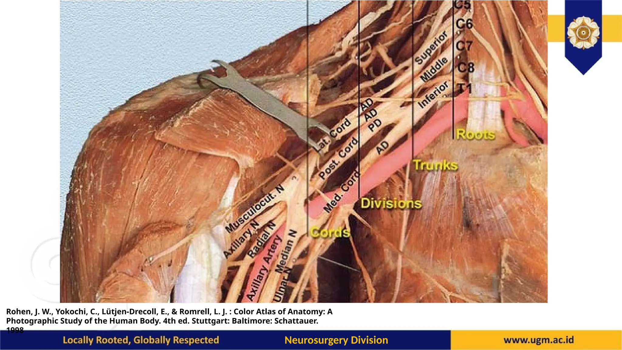 Clinical Anatomy of Peripheral Nerves_ANO.pptx