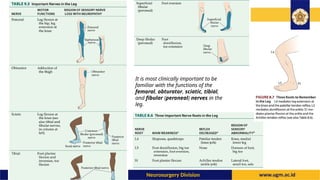 Clinical Anatomy of Peripheral Nerves_ANO.pptx