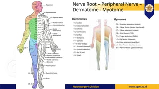 Clinical Anatomy of Peripheral Nerves_ANO.pptx