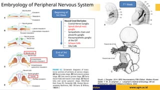 Clinical Anatomy of Peripheral Nerves_ANO.pptx