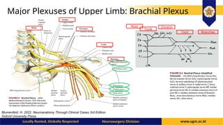 Clinical Anatomy of Peripheral Nerves_ANO.pptx