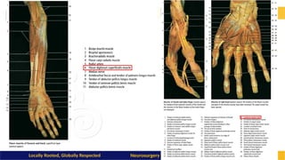 Clinical Anatomy of Peripheral Nerves_ANO.pptx