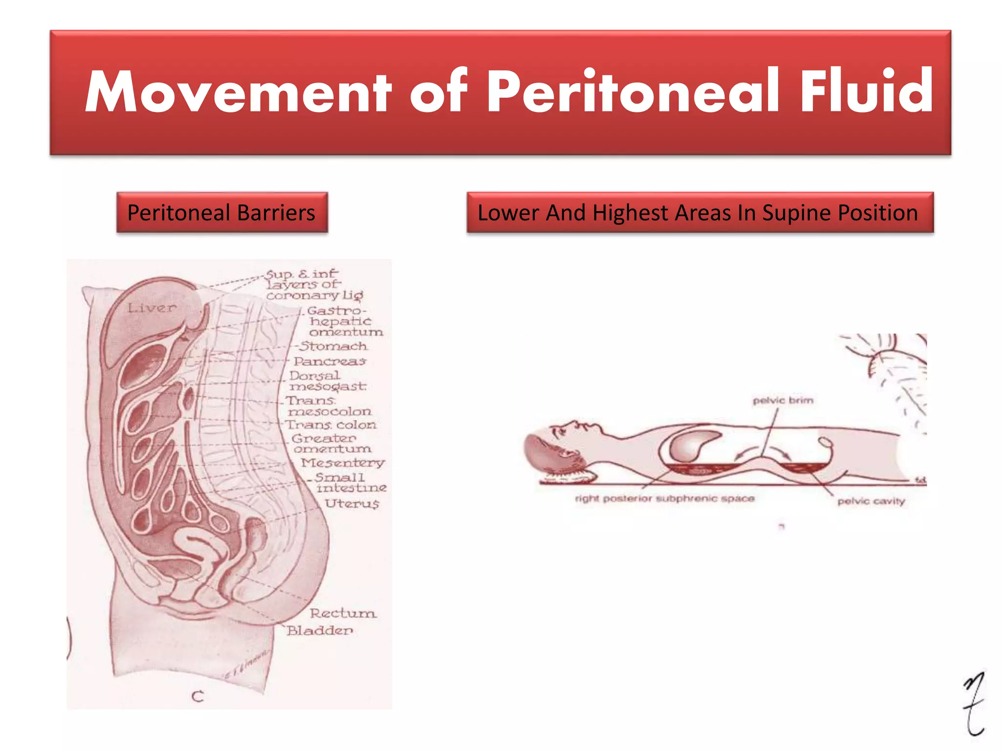Clinical anatomy of peritoneum | PPTX