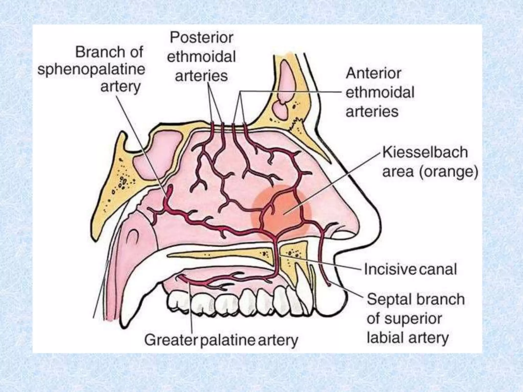 Clinical anatomy of posterior triangle of neck and face | PPTX