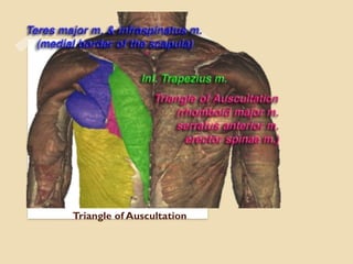 Clinical Anatomy of Shoulder Muscles.pptx