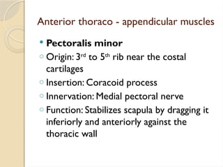 Clinical Anatomy of Shoulder Muscles.pptx