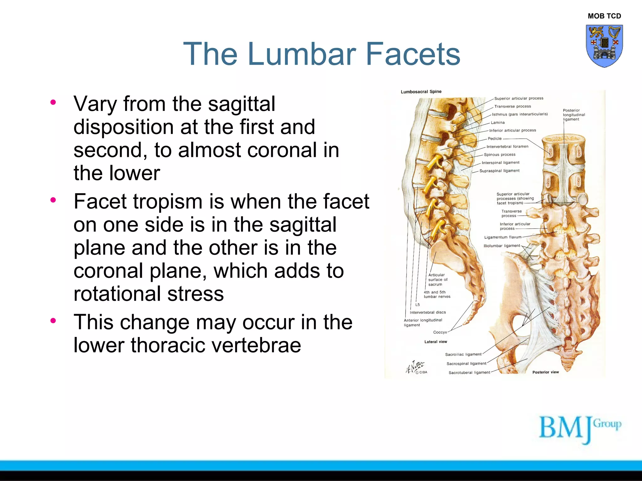 Clinical anatomy of the back | PPT