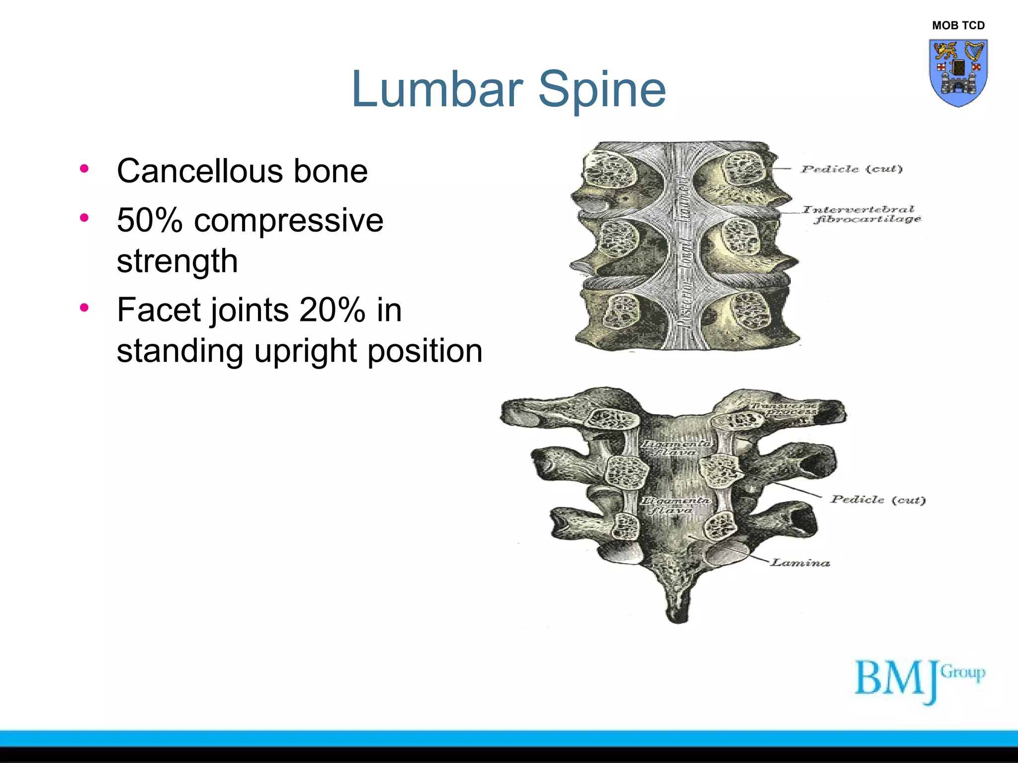Clinical anatomy of the back | PPT