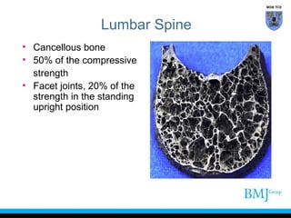 Clinical anatomy of the back | PPT