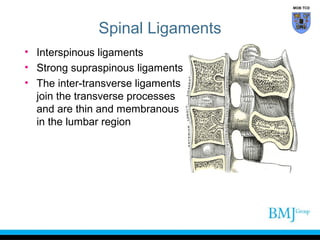 Clinical anatomy of the back | PPT