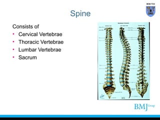 Clinical anatomy of the back | PPT