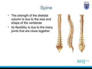 Clinical anatomy of the back | PPT