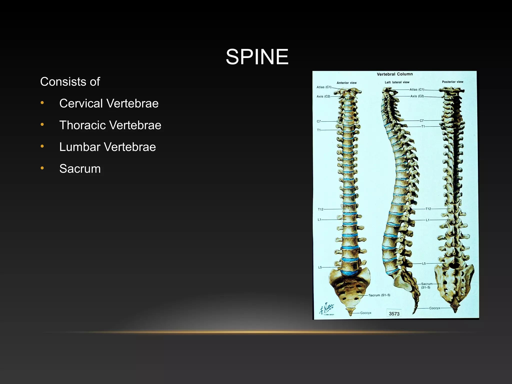 Clinical anatomy of_the_back by- dr. armaan singh | PPT