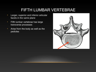 Clinical anatomy of_the_back by- dr. armaan singh | PPT