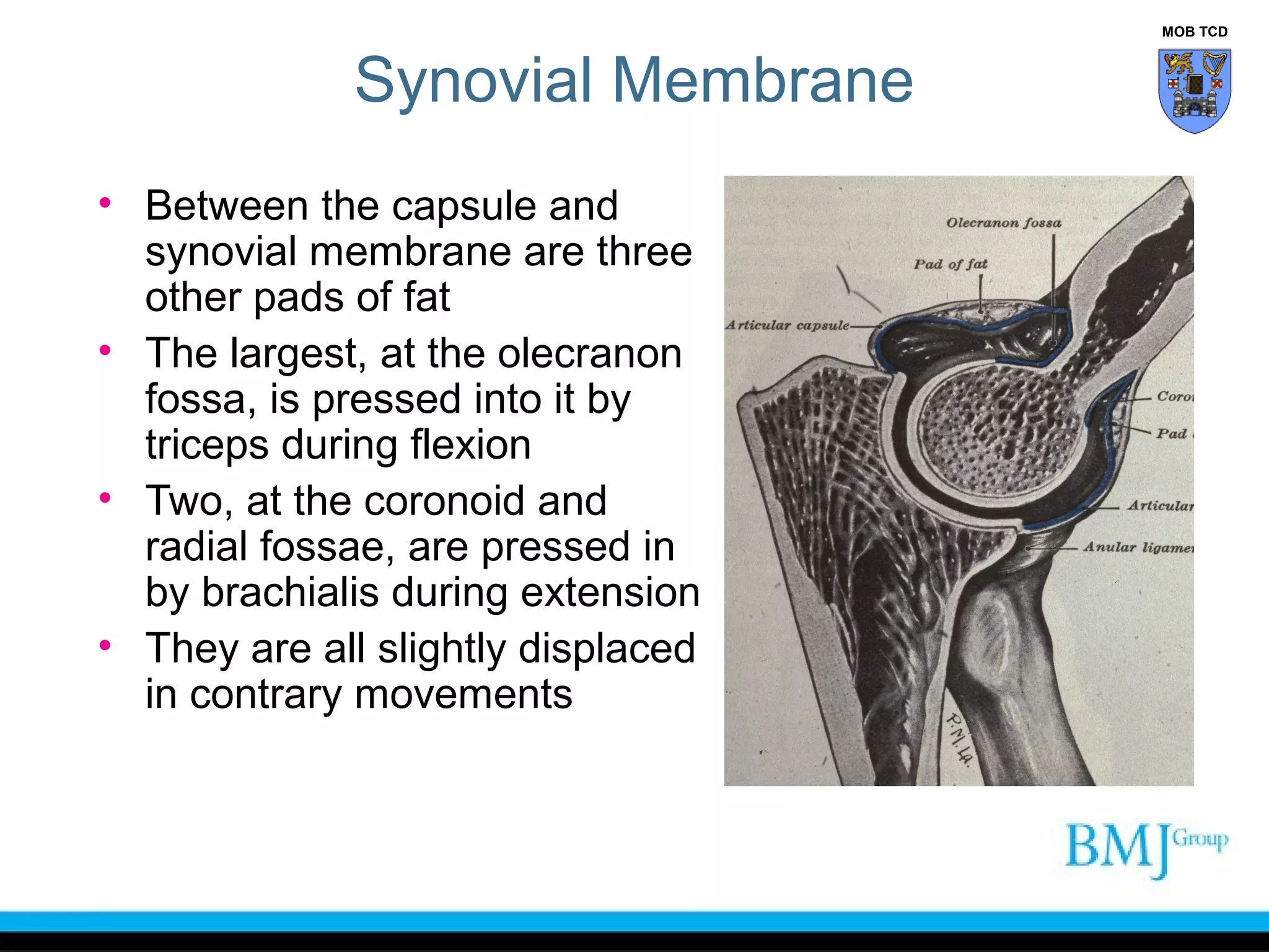Clinical anatomy of the elbow | PPT